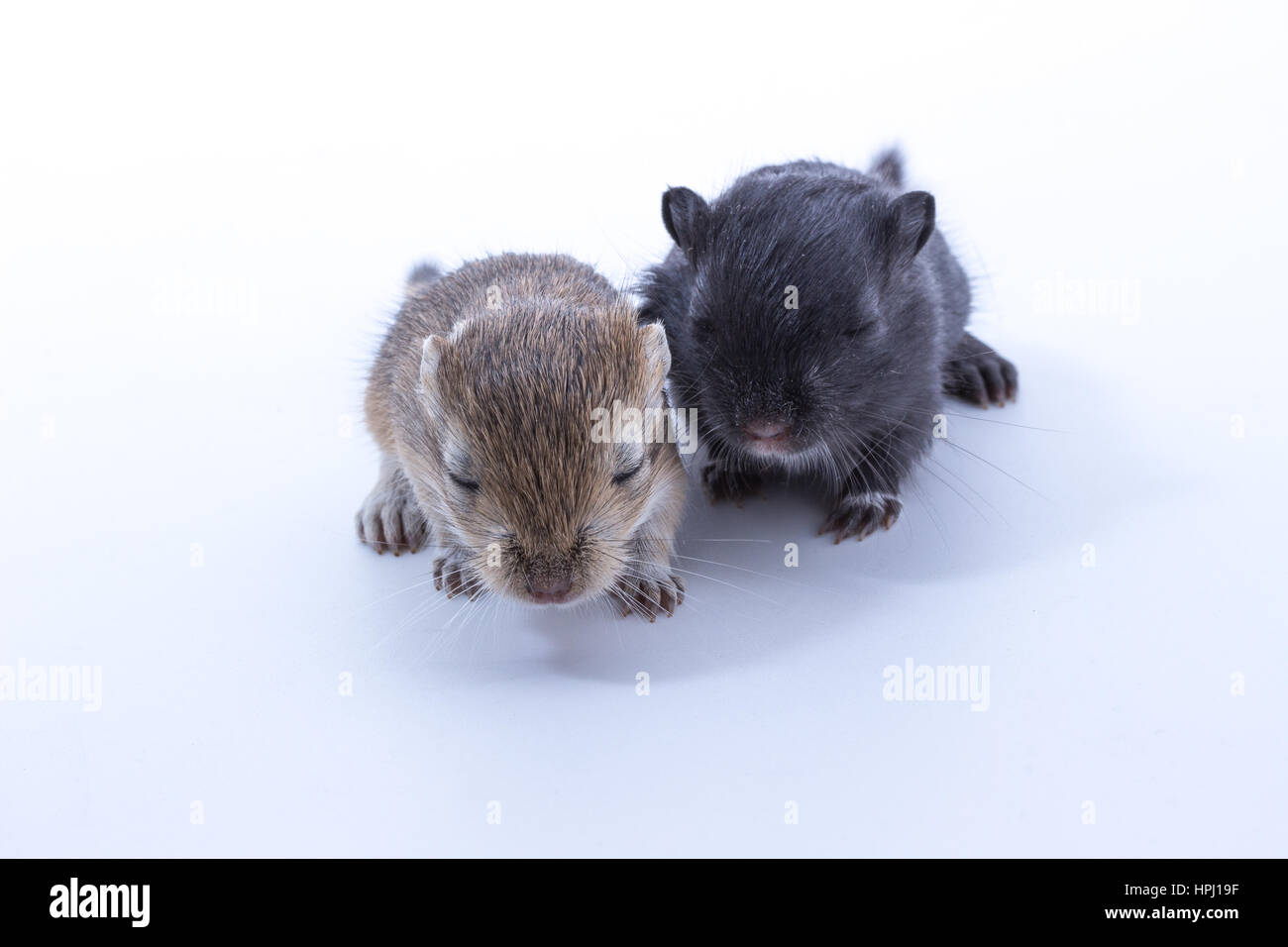 Litter Mongolian gerbil, Desert Rat on white background Stock Photo - Alamy