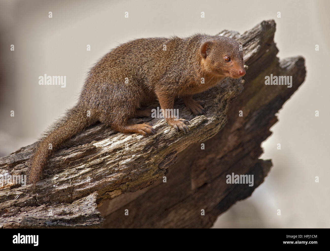 Dwarf Mongoose (helogale parvula Stock Photo - Alamy
