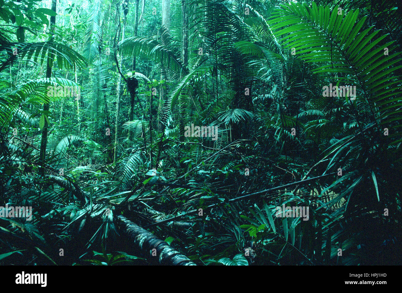 Amazon Rainforest, Brazil Stock Photo - Alamy