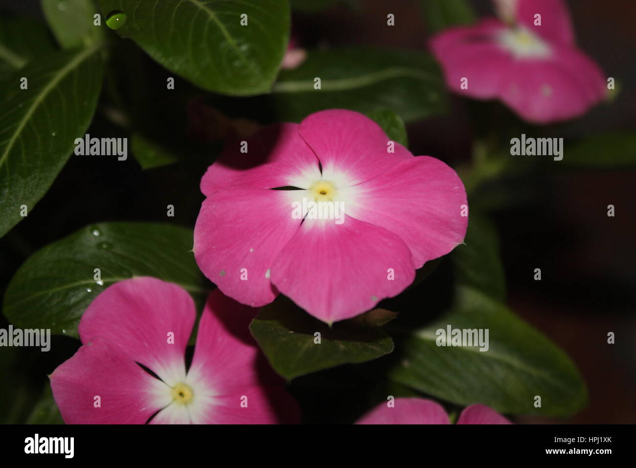Beautiful pink vinca flowers hi-res stock photography and images - Alamy