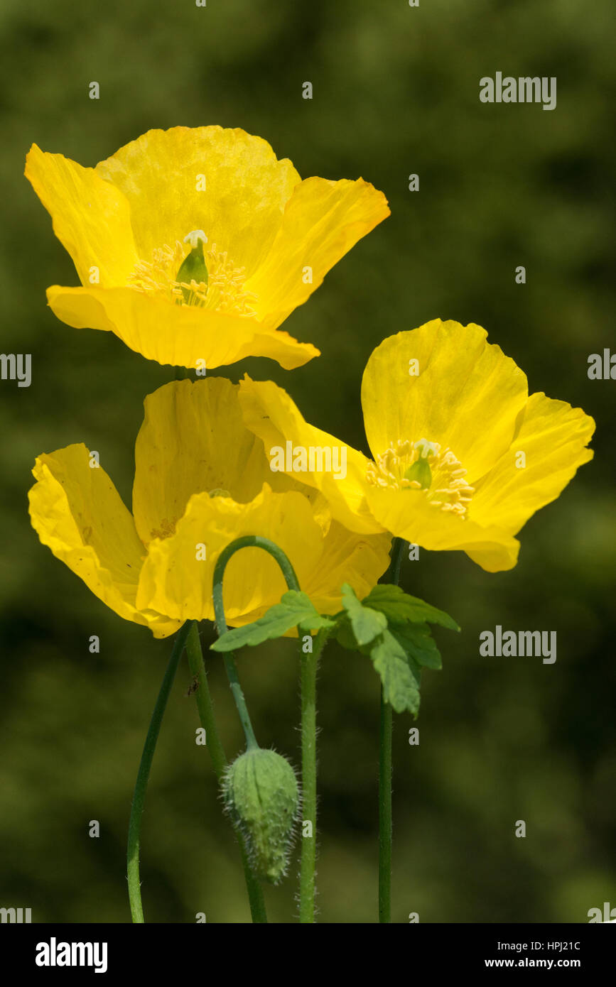 Welsh Poppy (Meconopsis cambrica), flowers and bud Stock Photo - Alamy