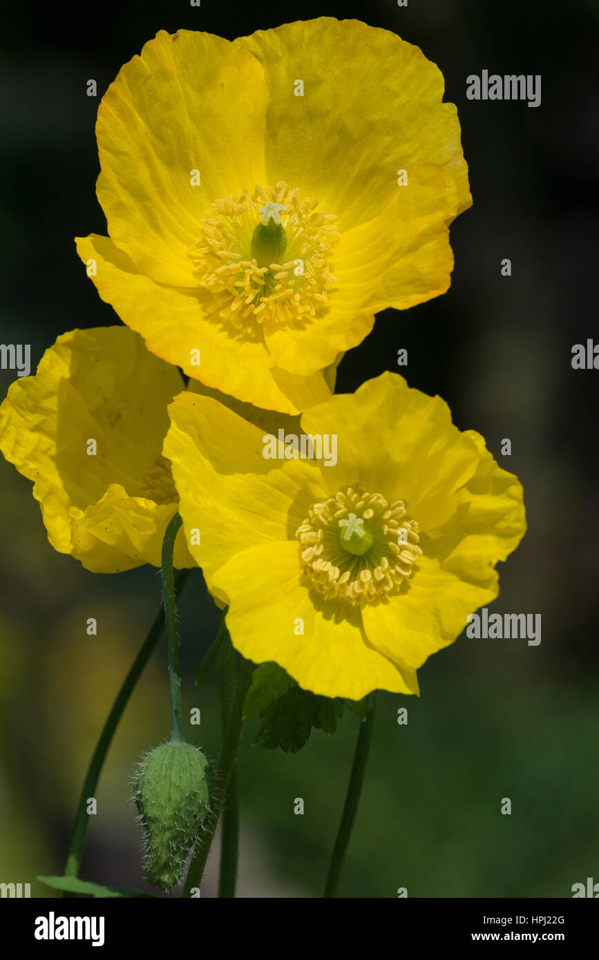 Welsh Poppy (Meconopsis cambrica), flowers and bud Stock Photo - Alamy
