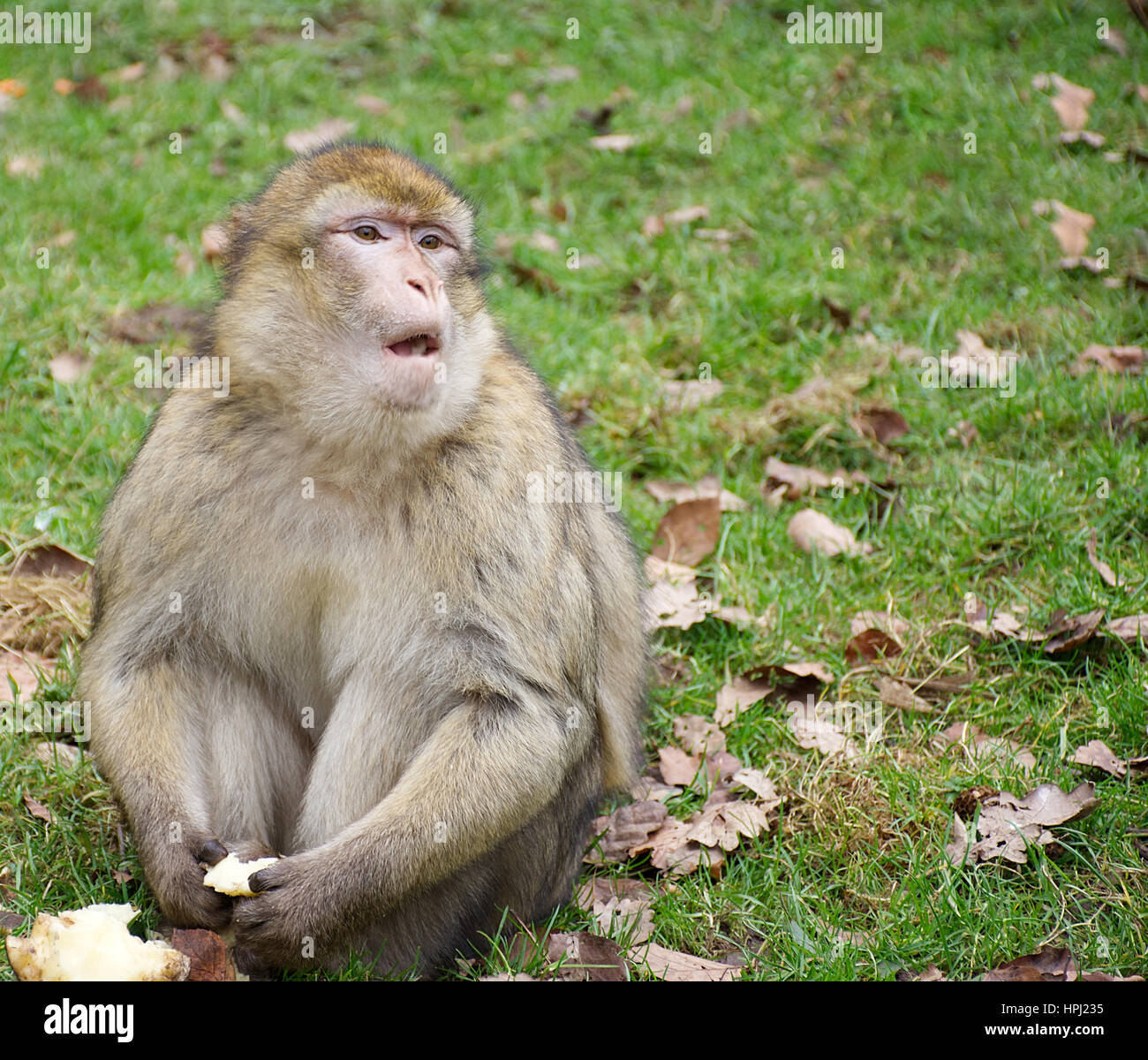 Monkey with open mouth hi-res stock photography and images - Alamy