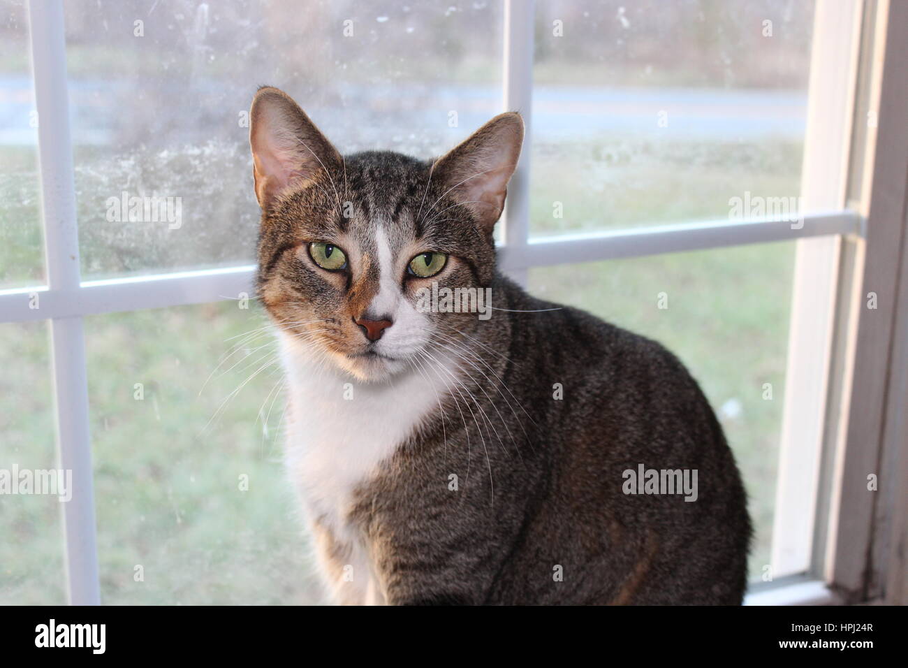 Portrait of tabby cat sitting in window Stock Photo - Alamy