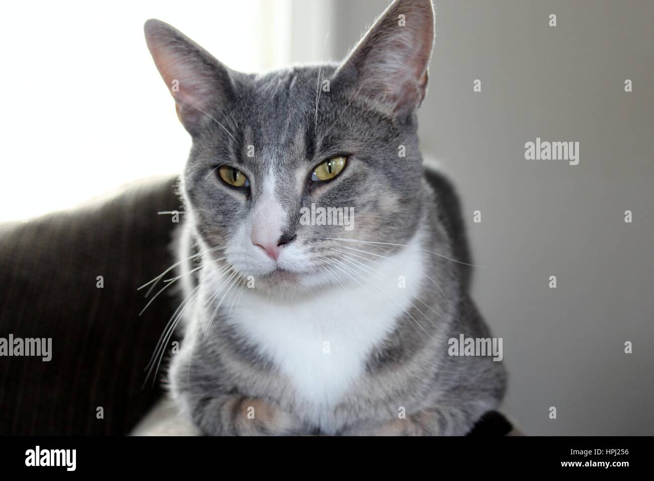 Gray tabby cat hi-res stock photography and images - Alamy