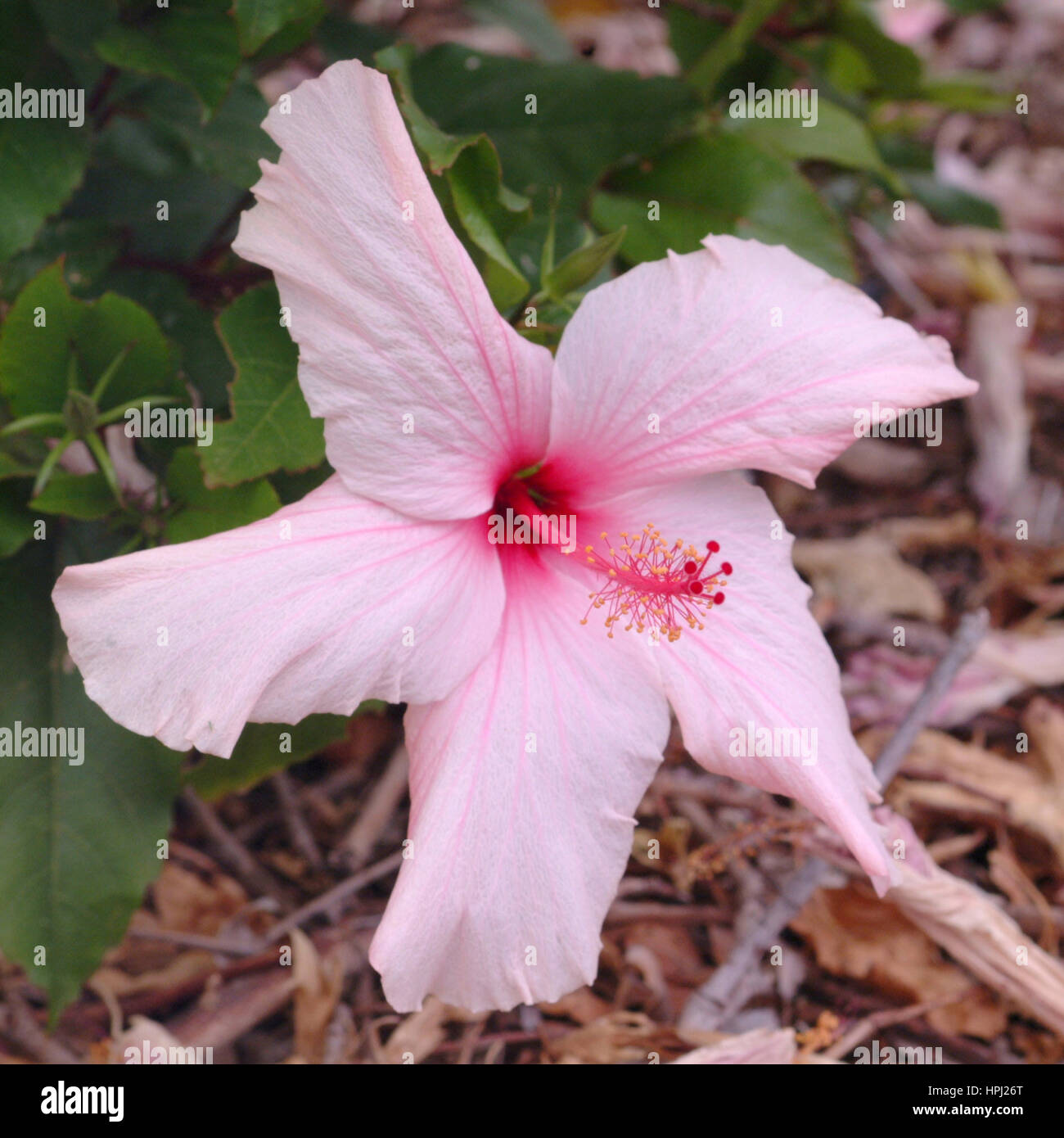 Australian pink hibiscus hi-res stock photography and images - Alamy
