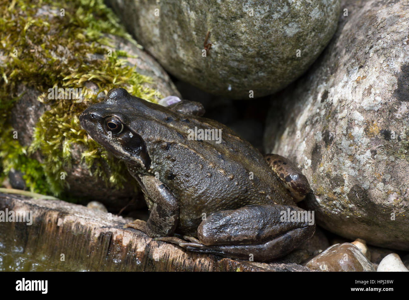 Common frog (Rana temporaria Stock Photo - Alamy