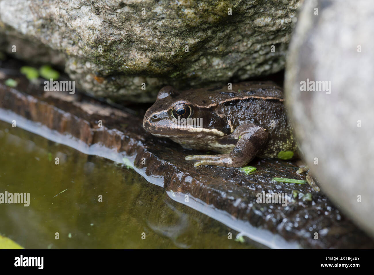Common frog (Rana temporaria Stock Photo - Alamy