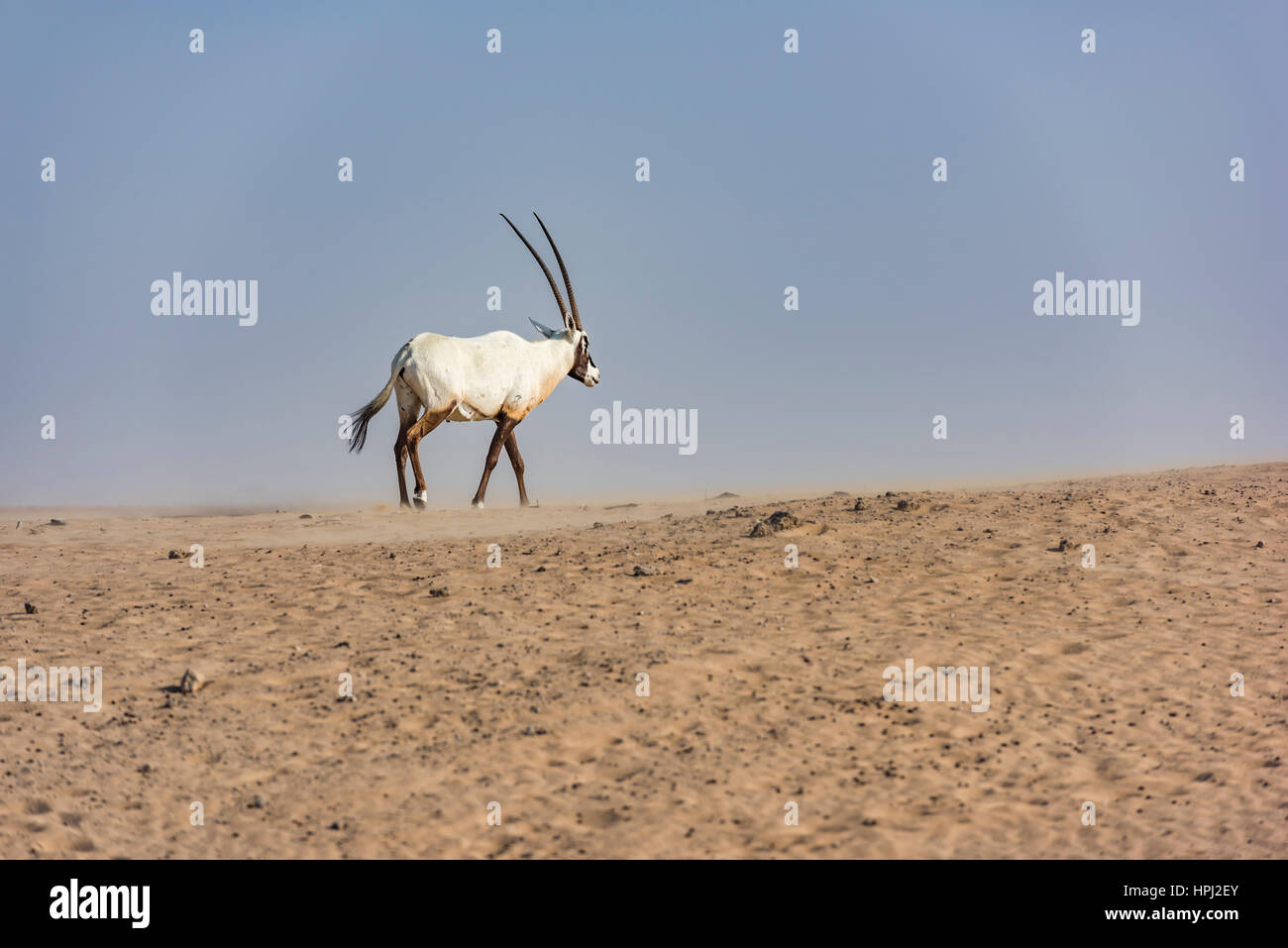 An Arabian Oryx strides through a sandy Middle Eastern desert with a ...