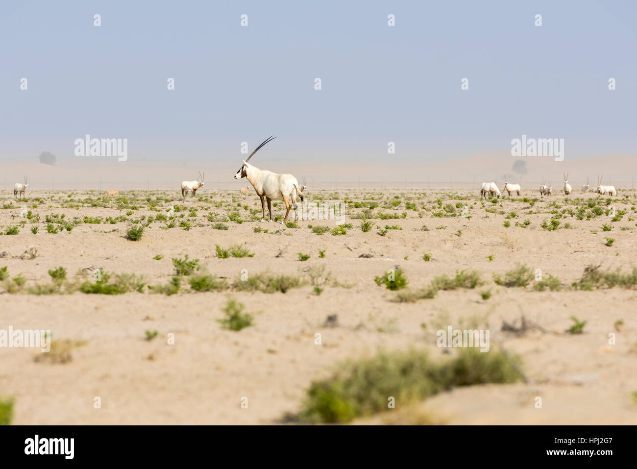 Uae desert animals group hi-res stock photography and images - Alamy