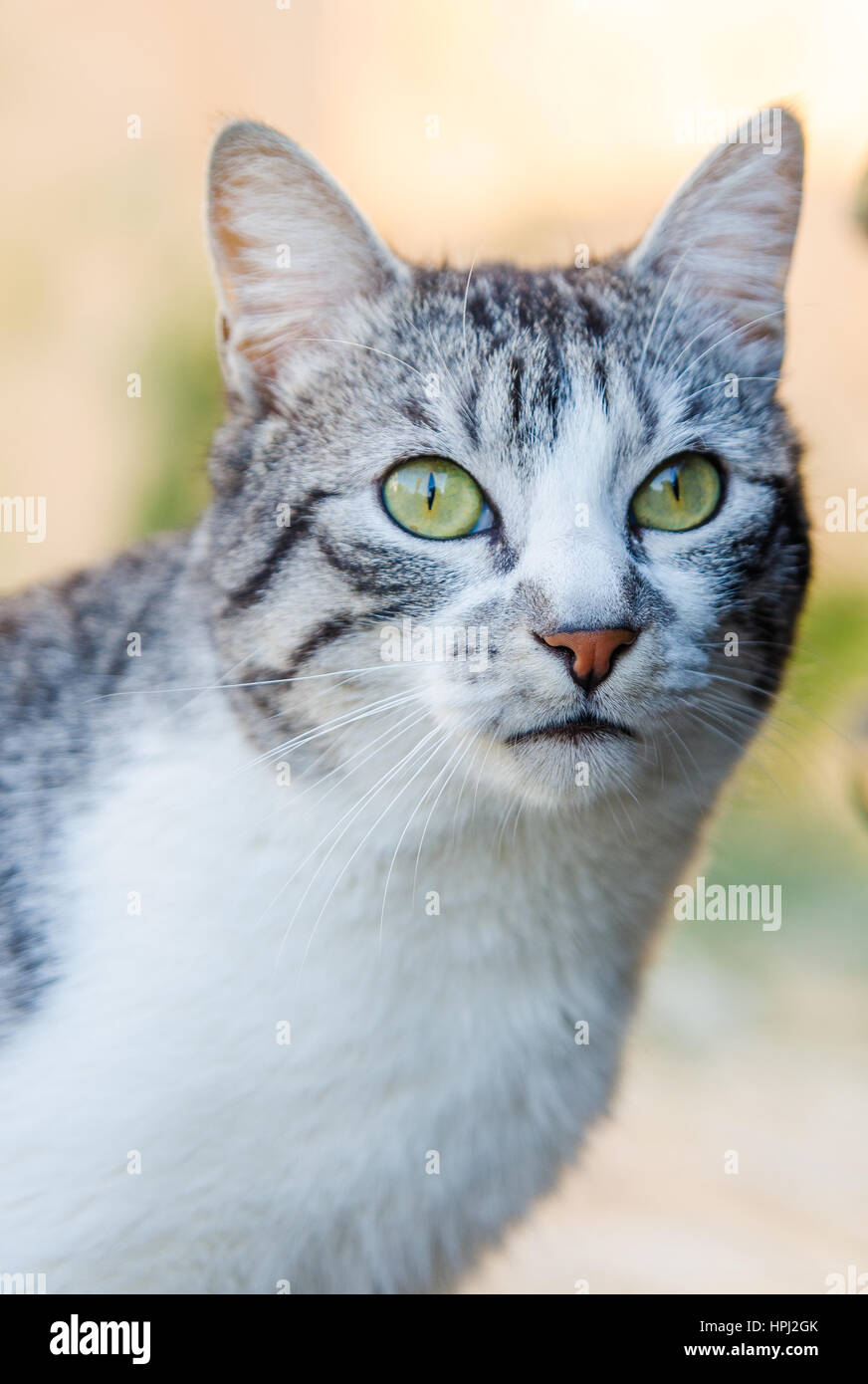 Portrait of black and gray cat in the street Stock Photo - Alamy