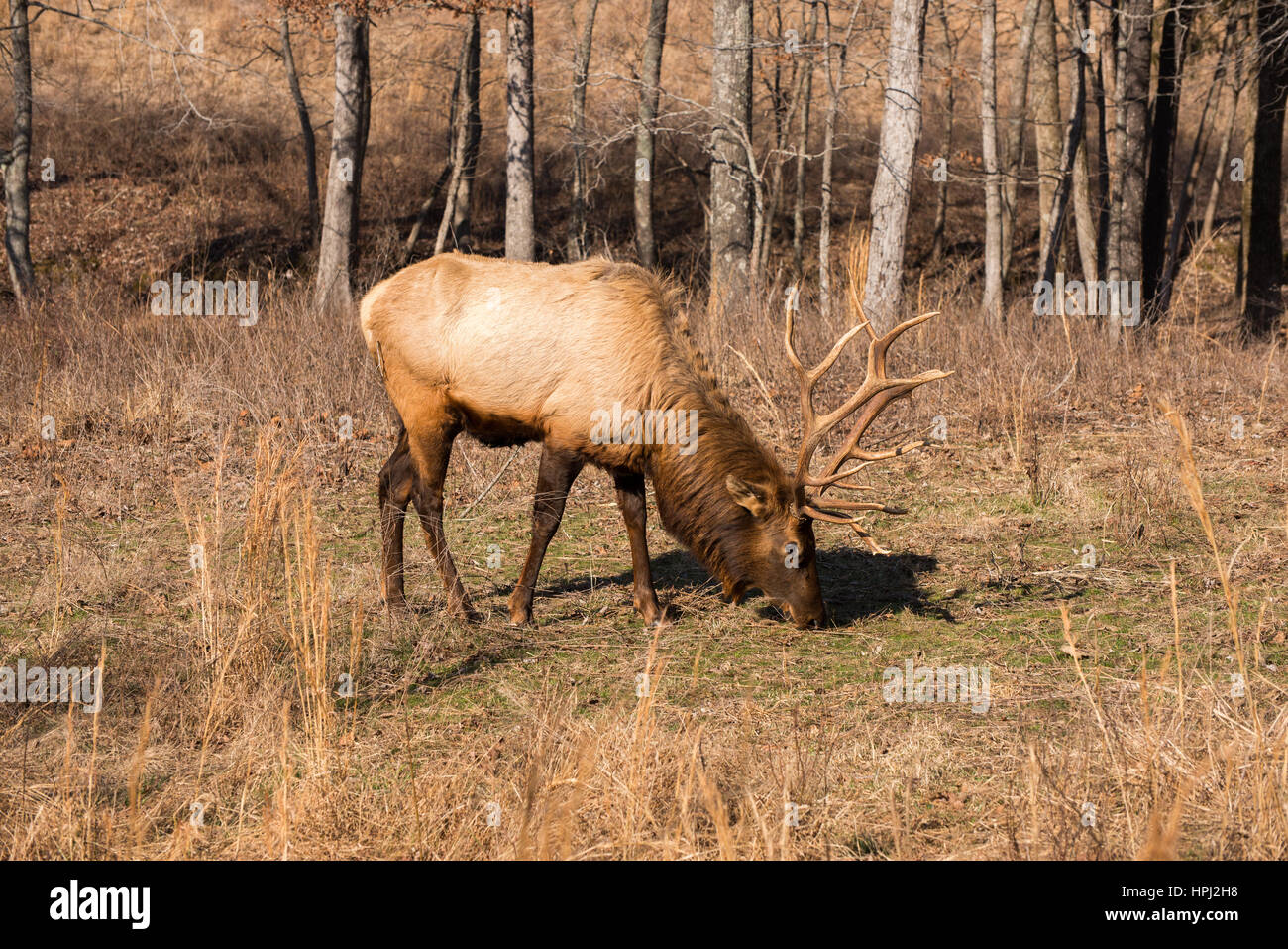 Bull elk feeding hi-res stock photography and images - Alamy