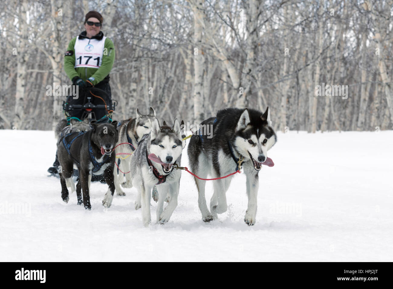 Running dog sled team (Alaskan husky) musher Andrey Semashkin ...
