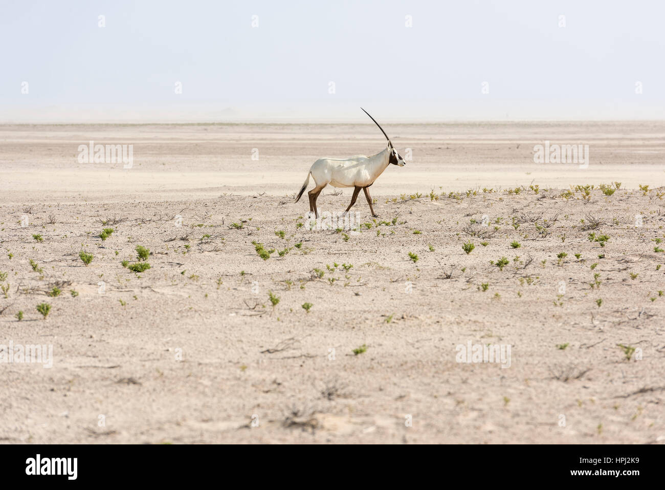 An Arabian Oryx strides through the arid desert landscape, surrounded ...
