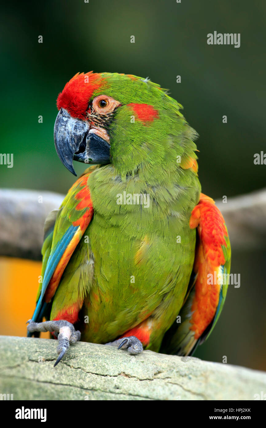 Red fronted Macaw, Ara rubrogenys, South America, adult portrait Stock ...
