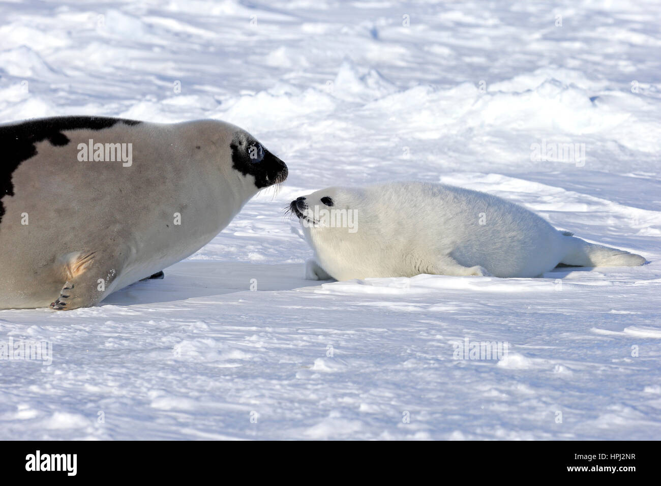 Harp Seal, Saddleback Seal, (Pagophilus groenlandicus), Phoca ... Harp Seal, Saddleback Seal, (Pagophilus groenlandicus), Phoca ...