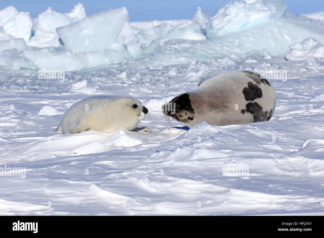 Harp Seal, Saddleback Seal, (Pagophilus groenlandicus), Phoca ... Harp Seal, Saddleback Seal, (Pagophilus groenlandicus), Phoca ...