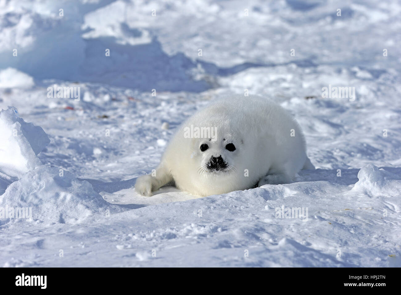 Harp Seal, Saddleback Seal, (Pagophilus groenlandicus), Phoca ... Harp Seal, Saddleback Seal, (Pagophilus groenlandicus), Phoca ...