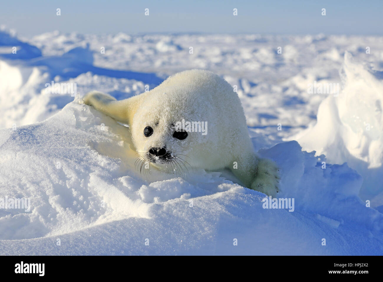 Harp Seal, Saddleback Seal, (Pagophilus groenlandicus), Phoca groenlandica, seal pup on pack ice ...