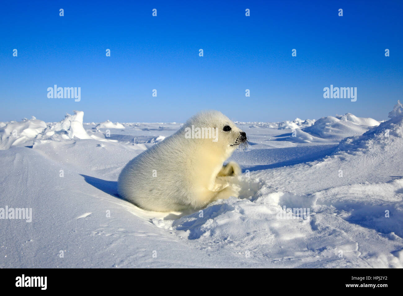 Harp Seal, Saddleback Seal, (Pagophilus groenlandicus), Phoca groenlandica, seal pup on pack ice ...