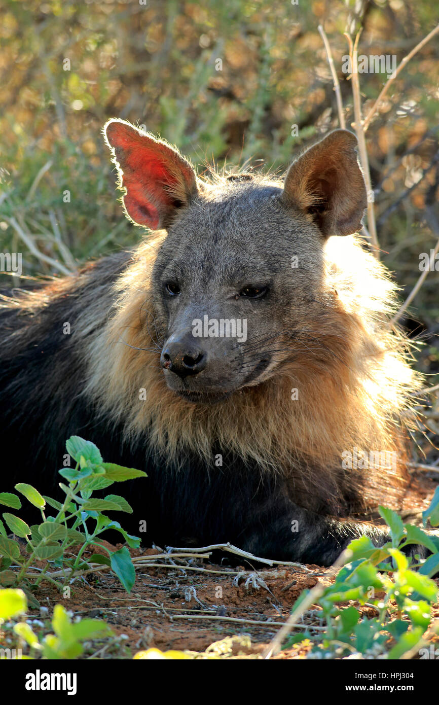Brown hyena, (Parahyaena brunnea), adult portrait, Tswalu Game Reserve ...