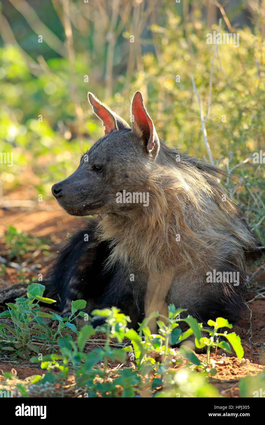 Brown hyena, (Parahyaena brunnea), adult portrait, Tswalu Game Reserve ...