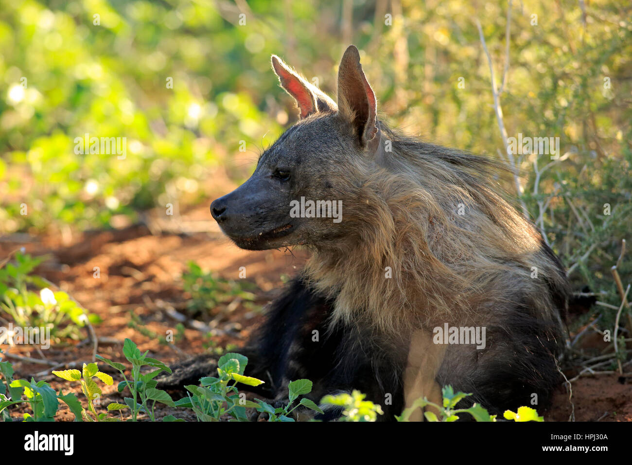 Brown hyena parahyaena brunnea hi-res stock photography and images - Alamy
