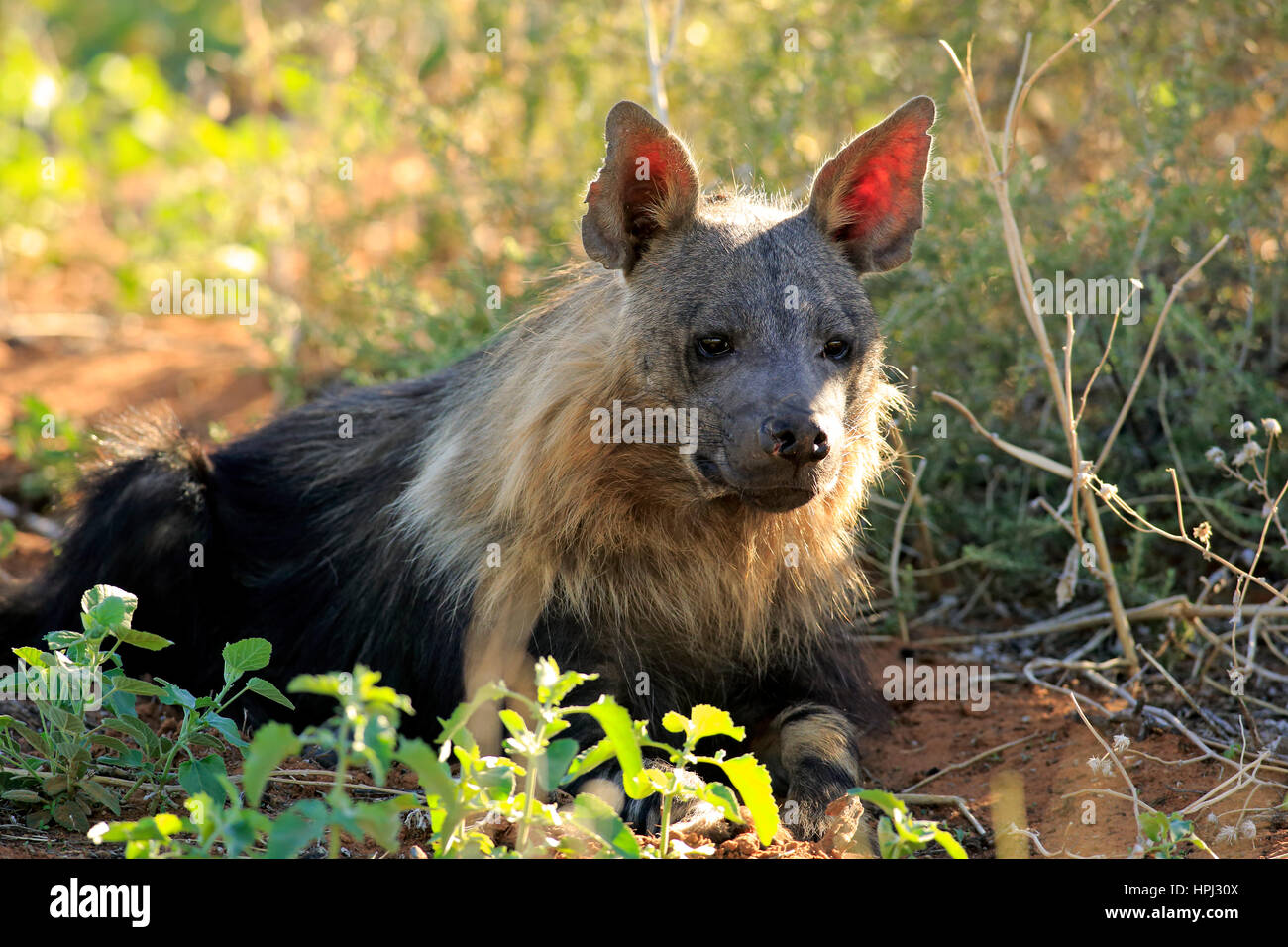 Brown hyena, (Parahyaena brunnea), adult portrait, Tswalu Game Reserve ...