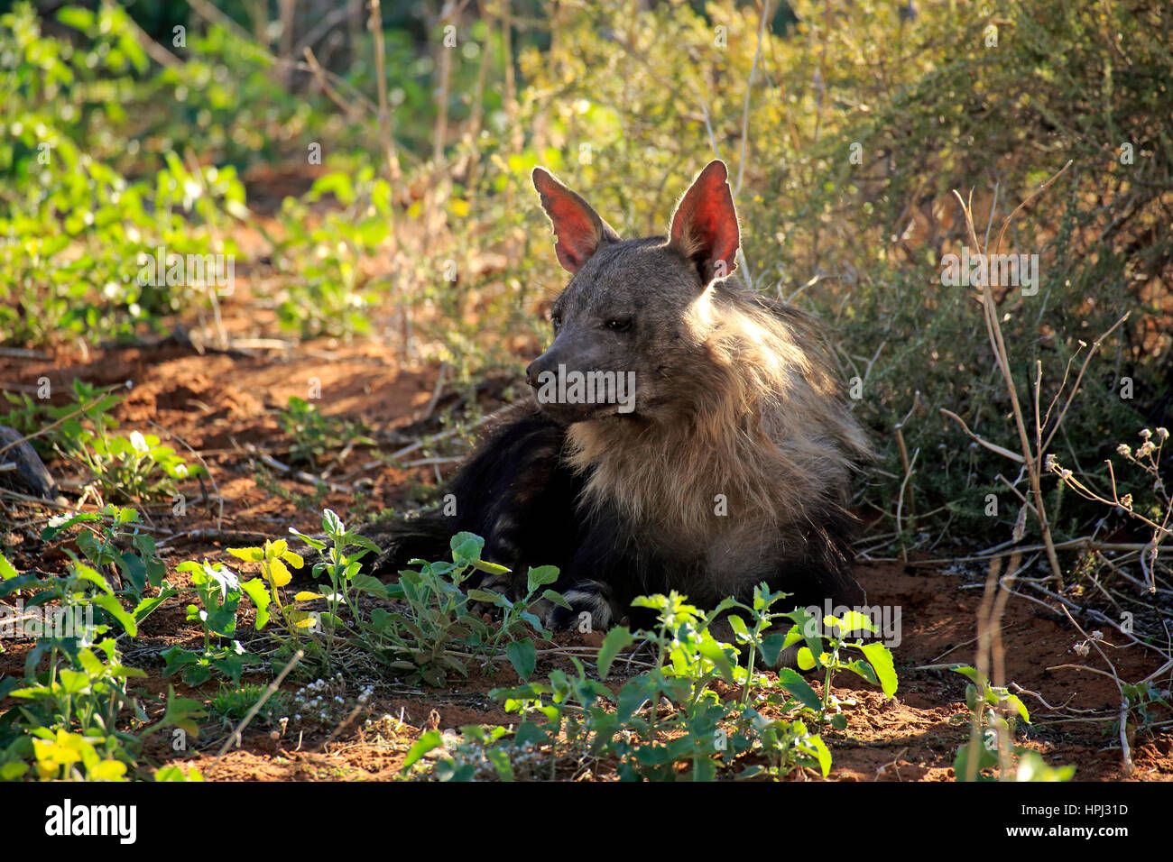 Brown hyena, (Parahyaena brunnea), adult, Tswalu Game Reserve, Kalahari ...