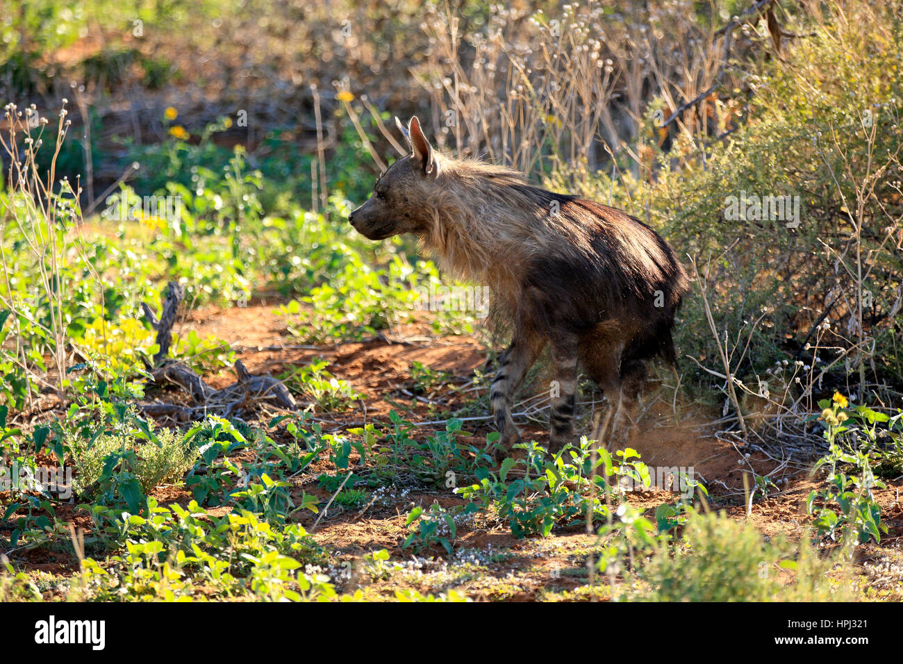 Brown hyaena parahyaena brunnea hi-res stock photography and images - Alamy