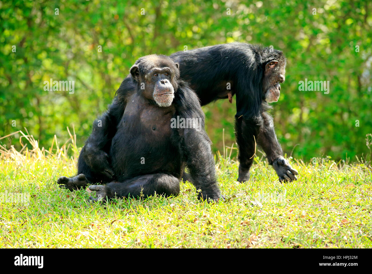 Two male chimpanzees hi-res stock photography and images - Alamy
