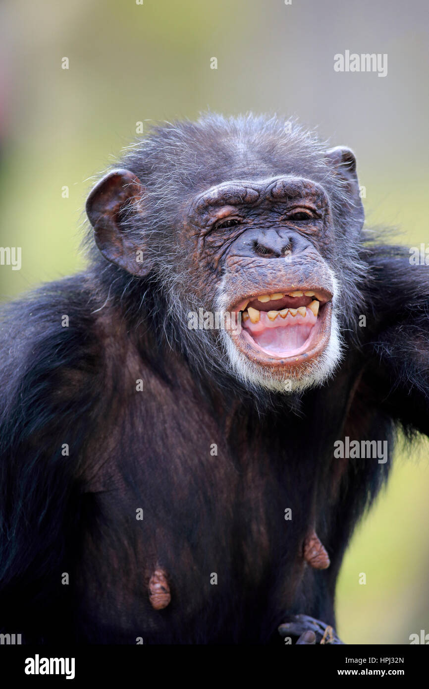 Chimpanzee portraits hi-res stock photography and images - Alamy