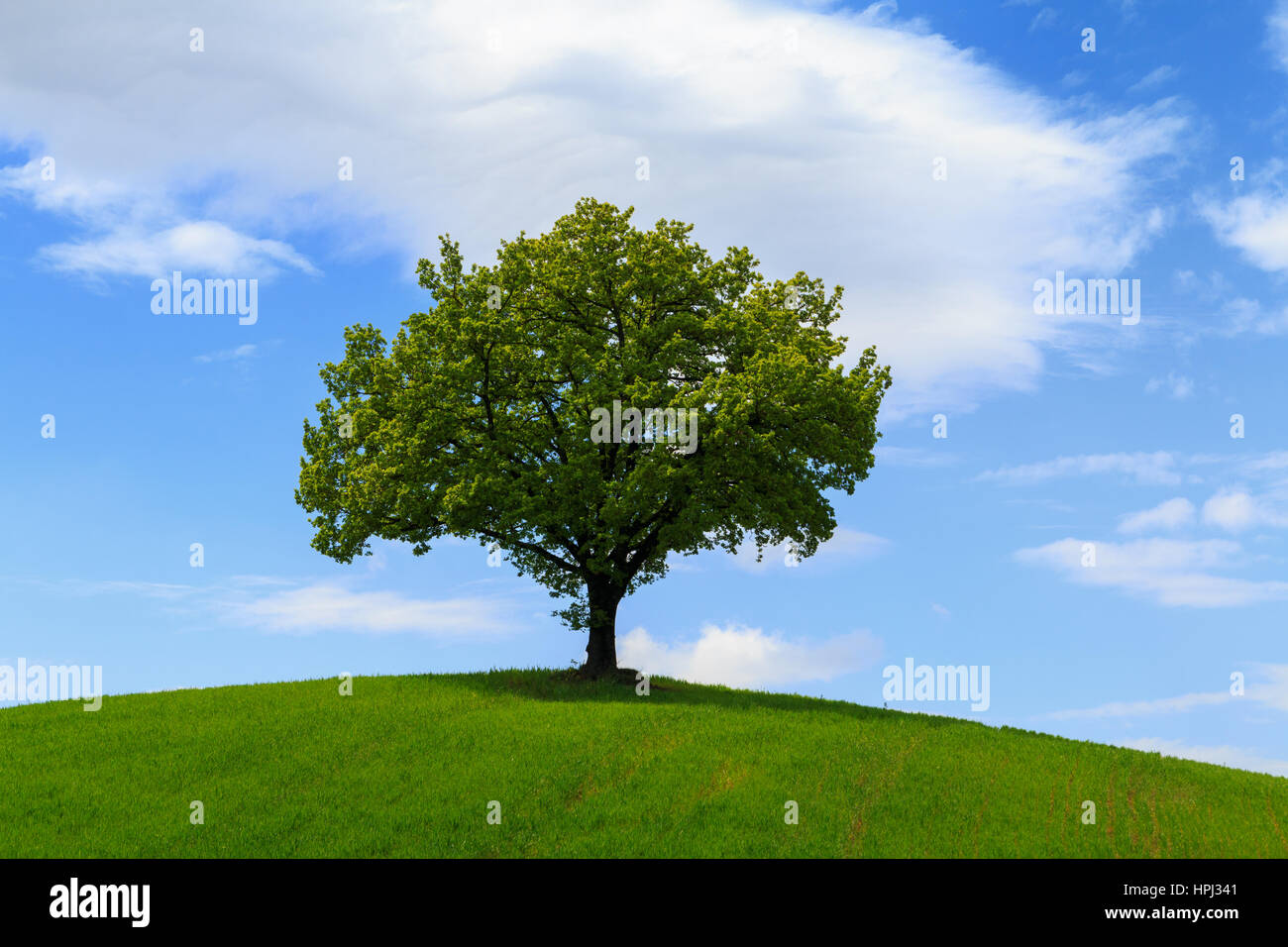 Tuscany landscape, beautiful green hills and lonely tree springtime in ...