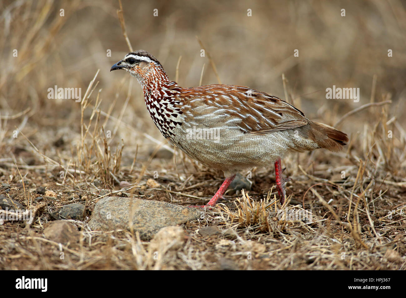 Francolins bird africa south kruger hi-res stock photography and images ...