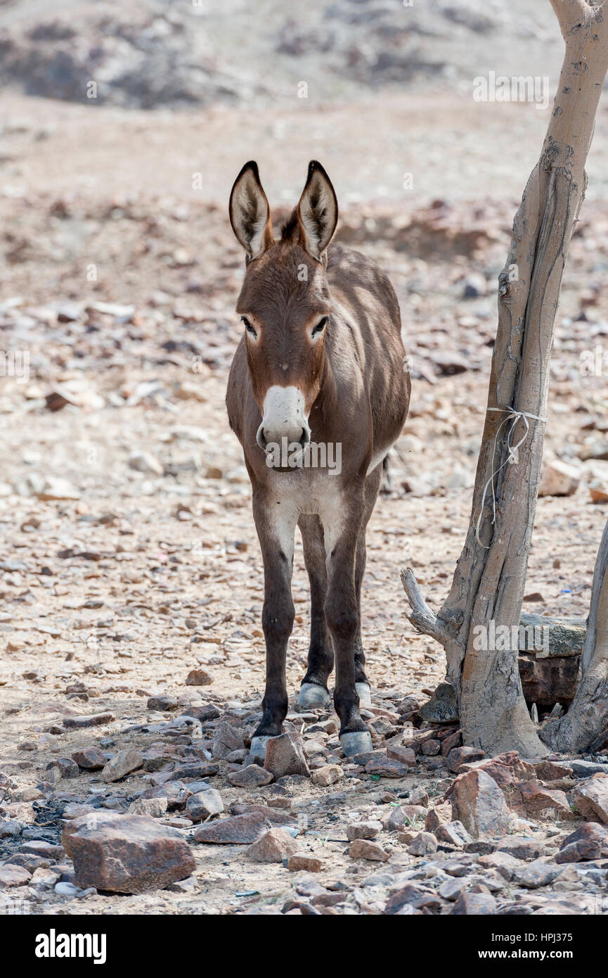 A wild donkey takes shelter under a tree in the Hajar Mountains' harsh ...