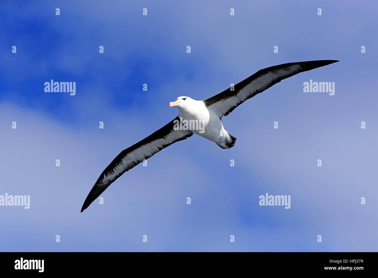 Black-Browed Albatross, (Thalassarche melanophrys), adult flying, Cape ...