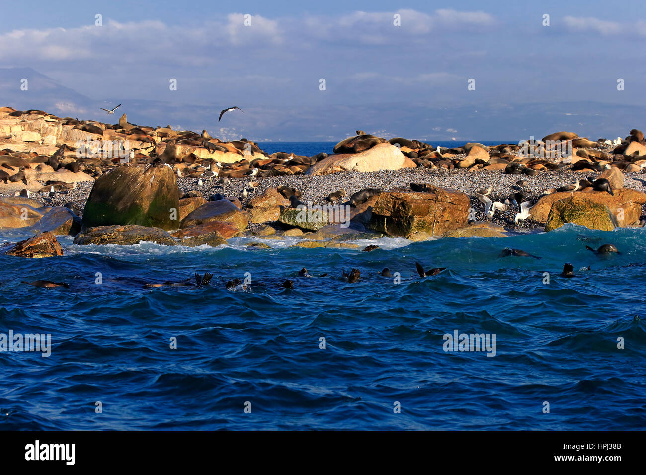 Seal island colony western hi-res stock photography and images - Alamy