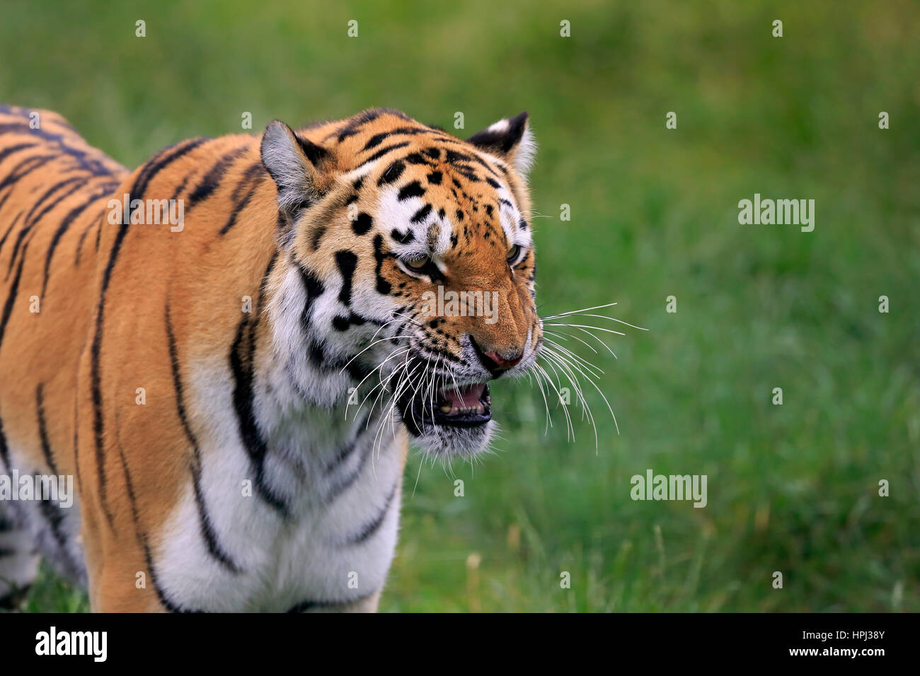 Siberian Tiger, (Panthera tigris altaica), adult snarling portrait, Asia Stock Photo - Alamy