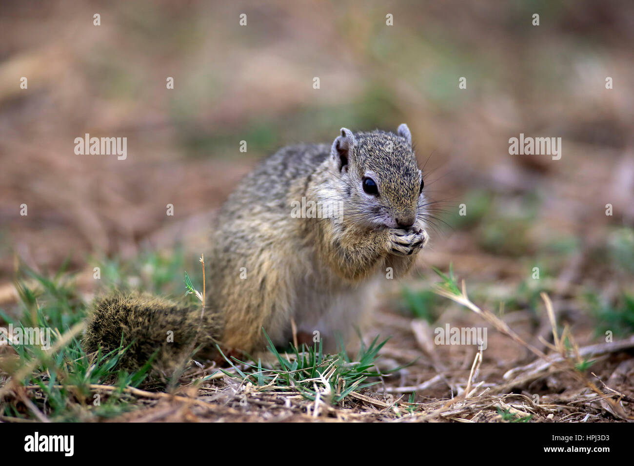 Tree Squirrel, Smith's bush squirrel, yellow-footed squirrel ...
