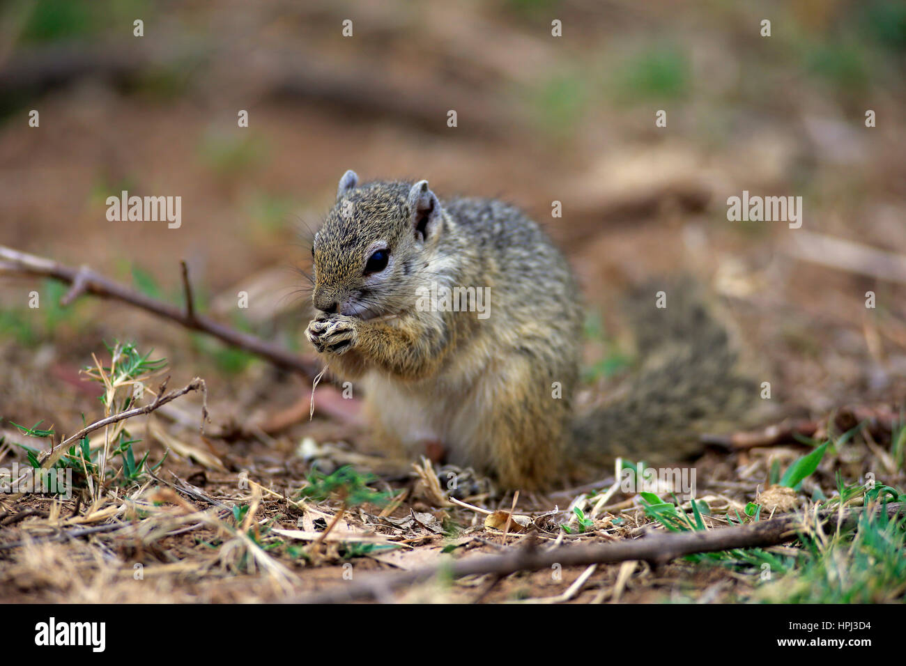 Tree Squirrel, Smith's bush squirrel, yellow-footed squirrel ...