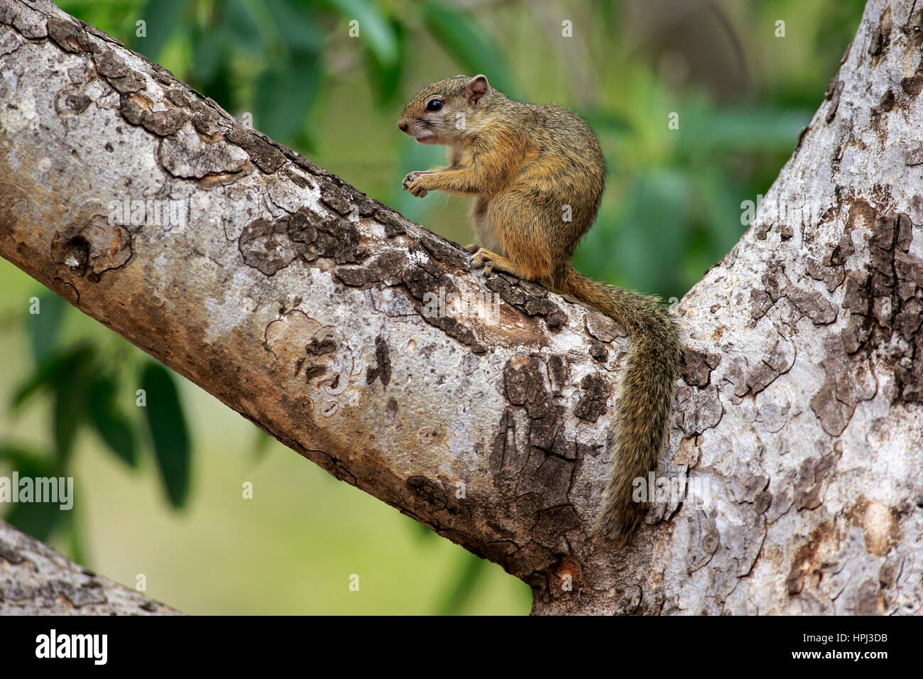 Tree Squirrel, Smith's bush squirrel, yellow-footed squirrel ...