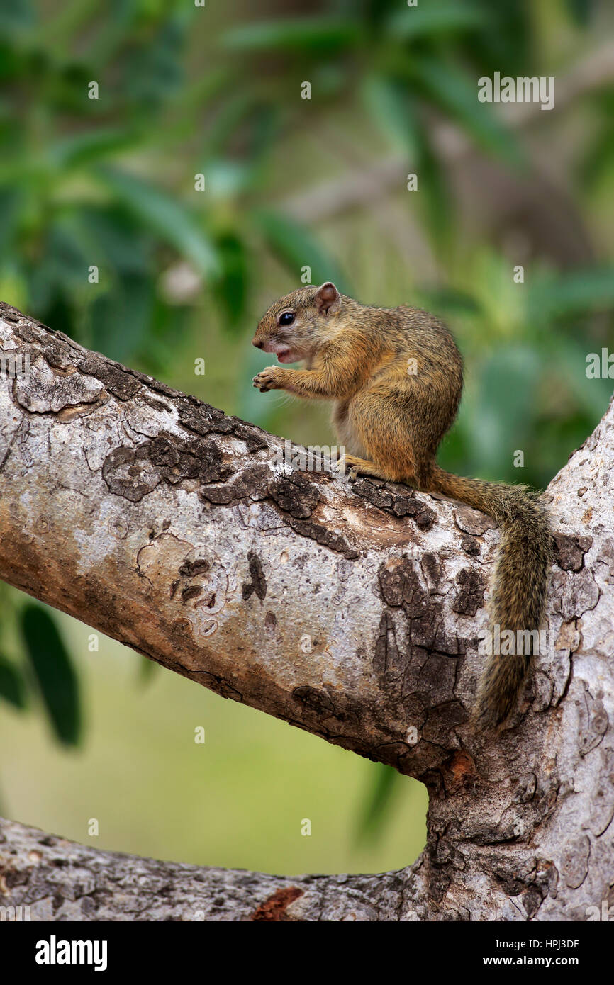 Tree Squirrel, Smith's bush squirrel, yellow-footed squirrel ...