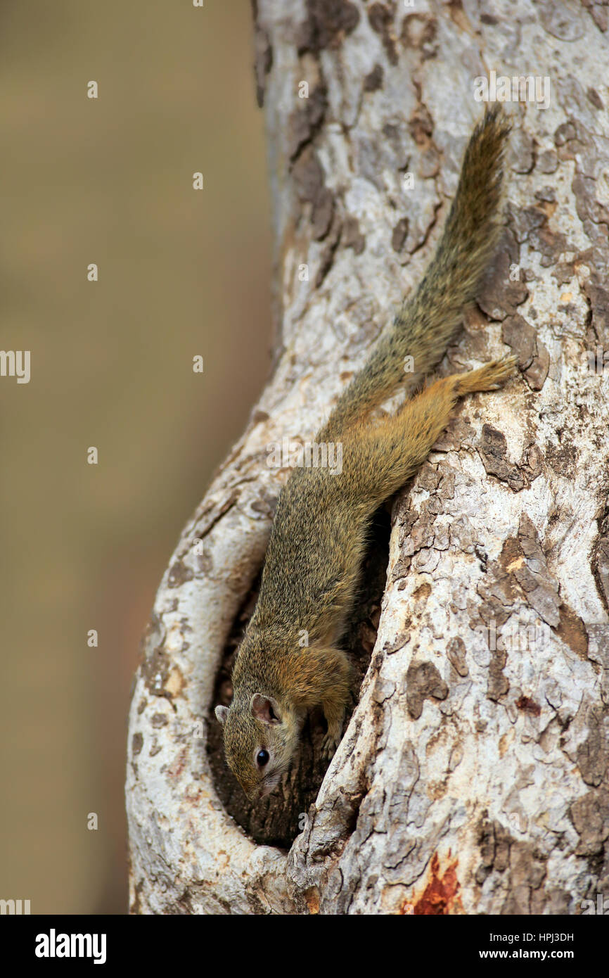 Tree Squirrel, Smith's bush squirrel, yellow-footed squirrel ...