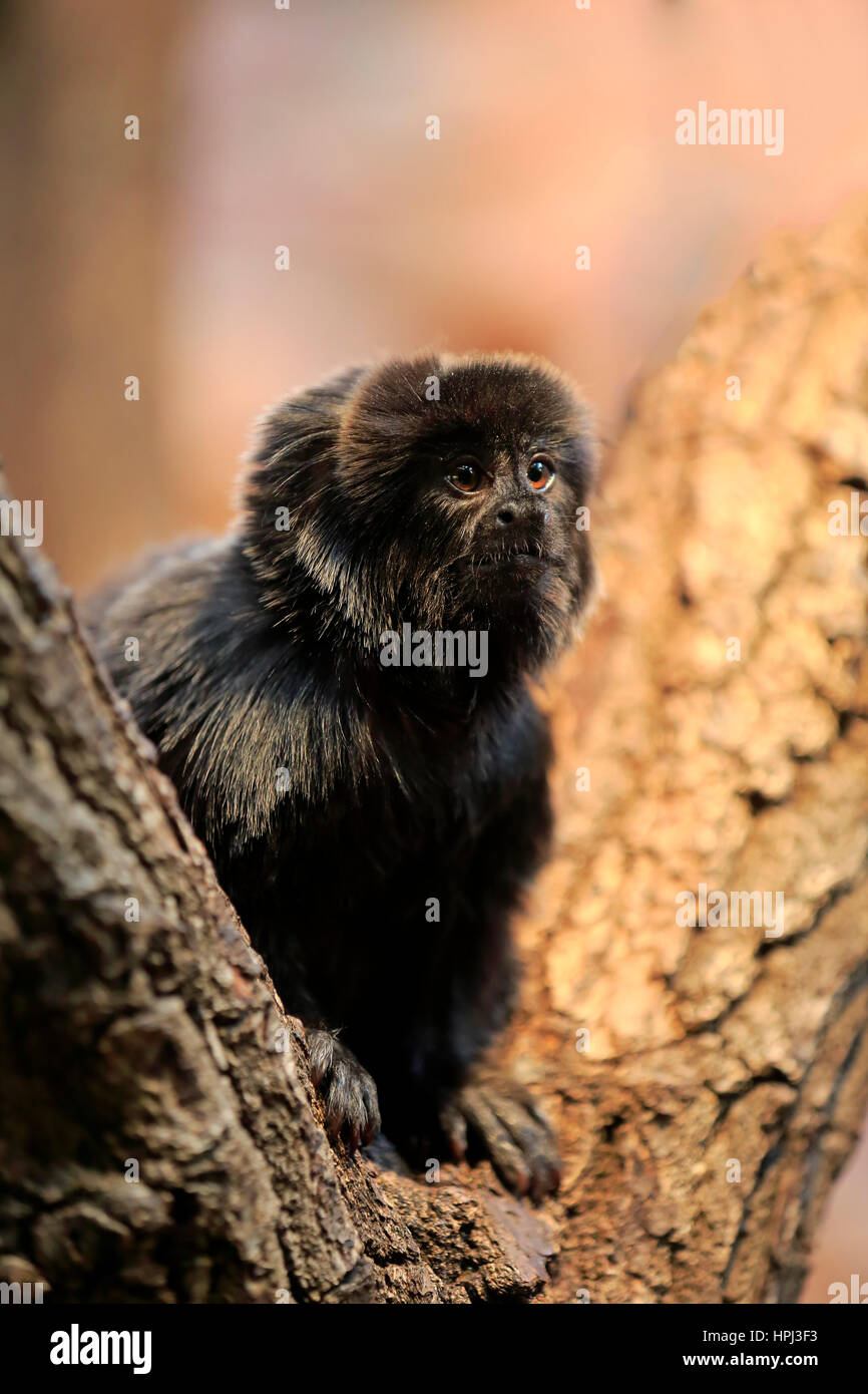 Goeldi's marmoset, (Callimico goeldii), adult, South America Stock ...