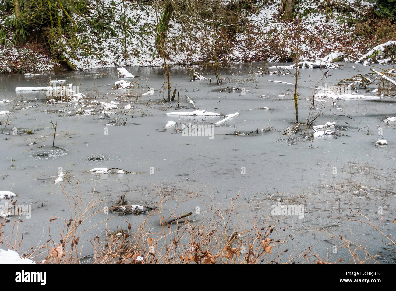 A very thin layer of ice has formed on the surfae of a pond Stock Photo ...