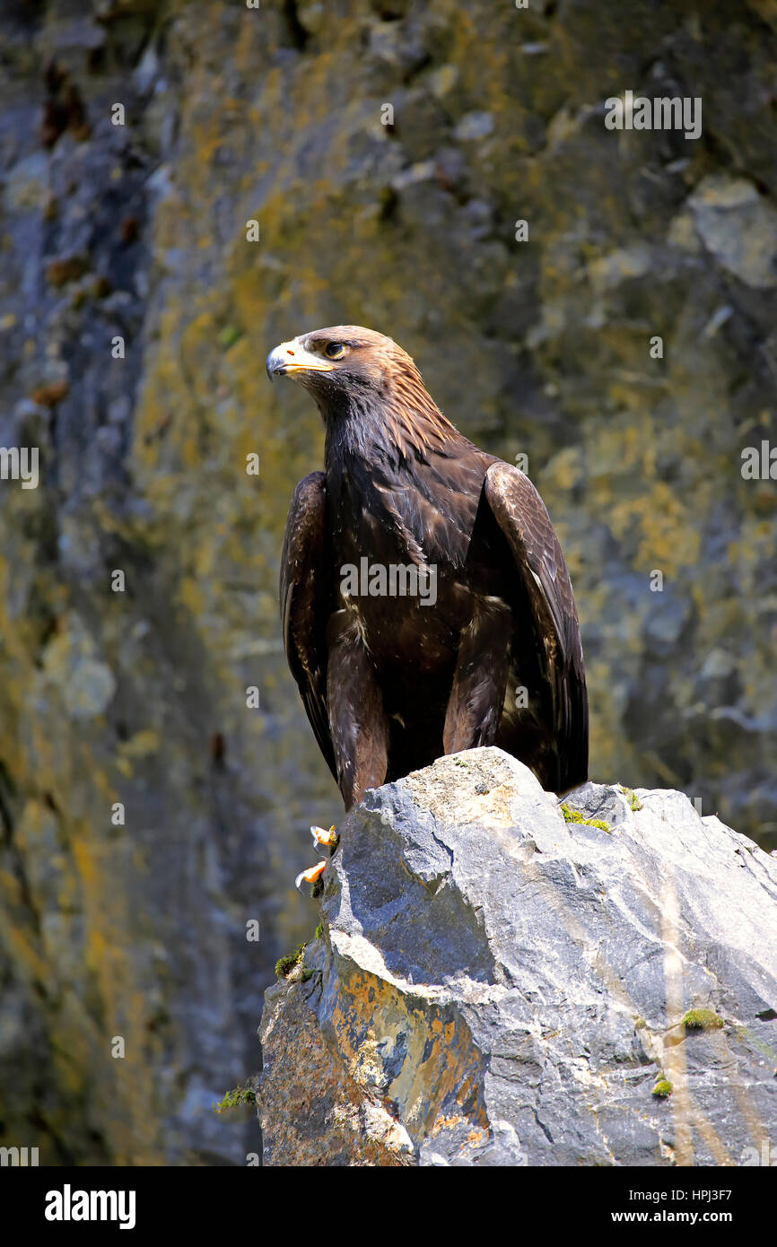 Golden Eagle, (Aquila chrysaetos), adult on rock, Germany, Europe Stock ...