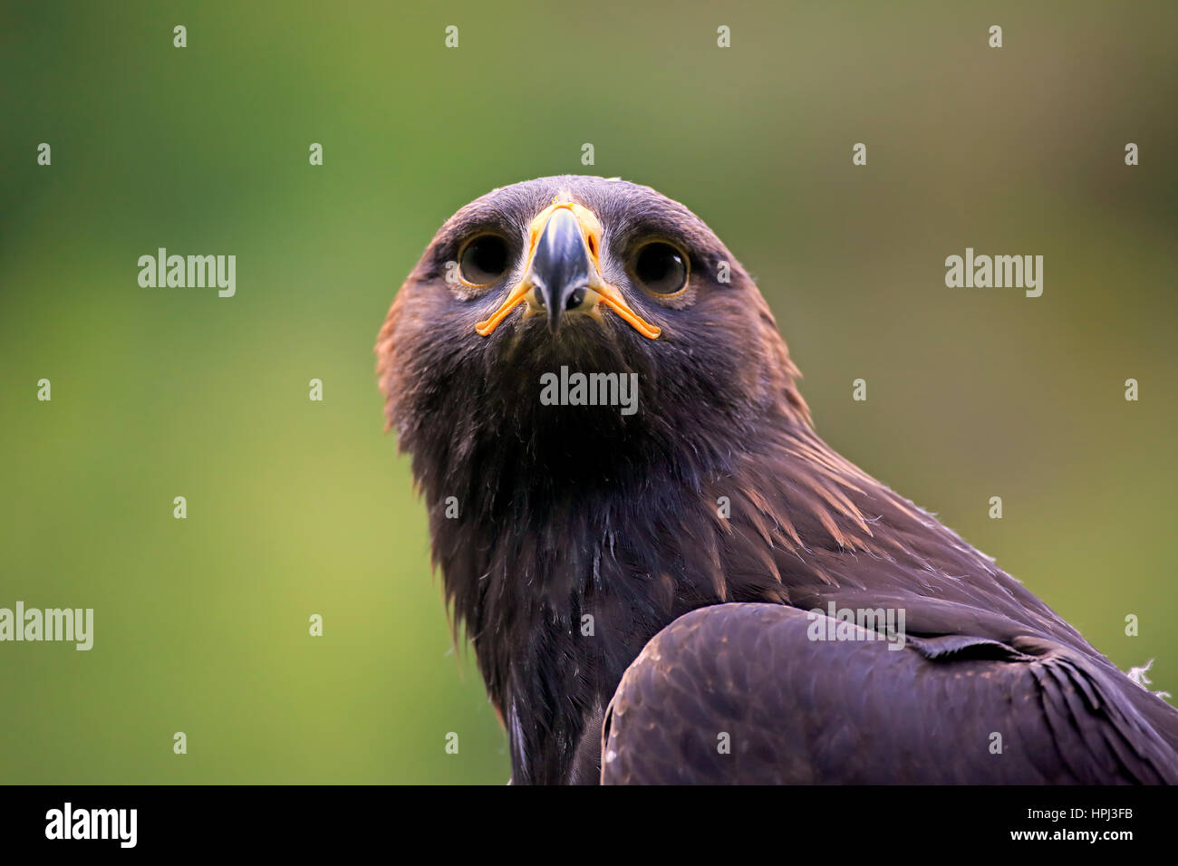Golden Eagle, (Aquila chrysaetos), adult portrait, Germany, Europe ...