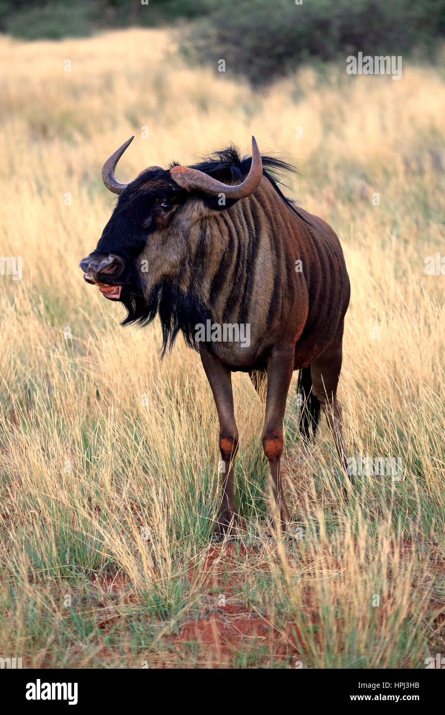 Blue Wildebeest, common wildebeest, white-bearded wildebeest, brindled ...