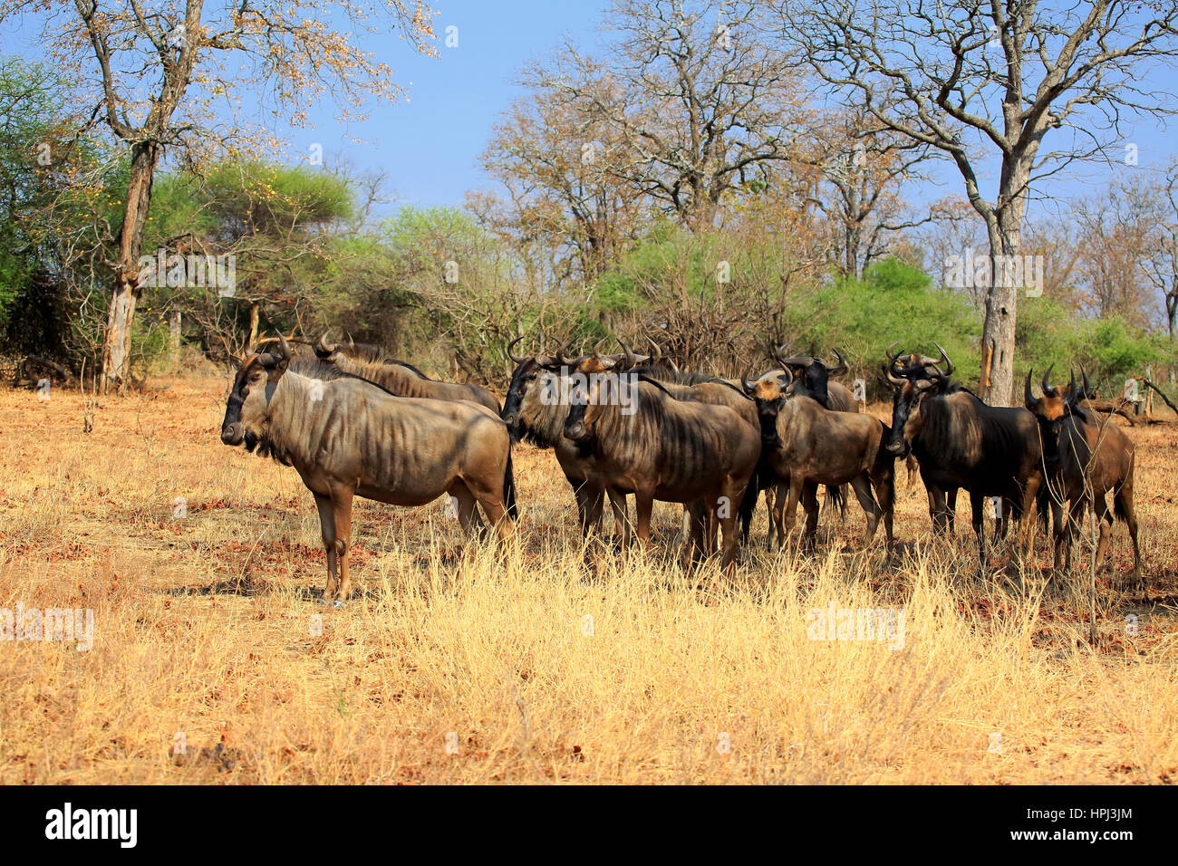 Blue Wildebeest, common wildebeest, white-bearded wildebeest, brindled ...