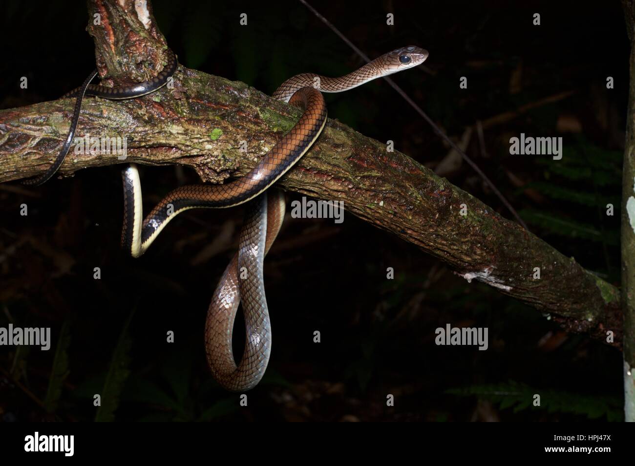 A White-bellied Rat Snake (Ptyas fusca) on a branch in the rainforest ...